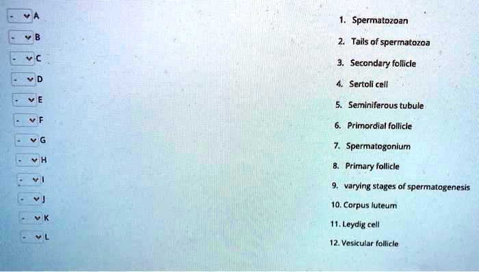 SOLVED: Spermatozozn Tails of spermatozoa Secondzry follicle Sertoli ...