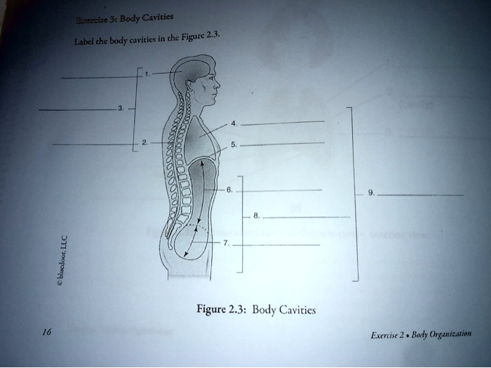 Exercise 3: Body Cavities Label the body cavities in the Figure 2.3. 1 ...