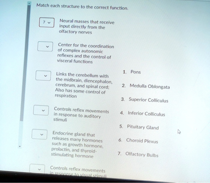 SOLVED: Match each structure to the correct function, Neural masses that receive input directly ...
