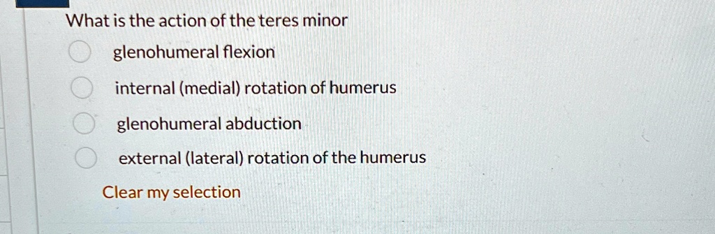 What is the action of the teres minor glenohumeral flexion internal ...