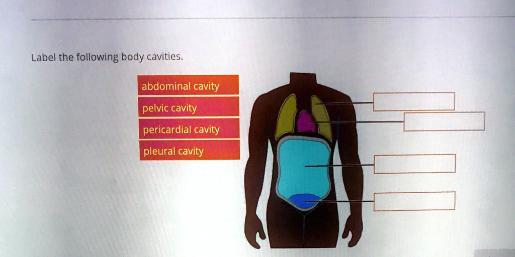 SOLVED: 'Label the following body cavities abdominal cavity pelvic ...
