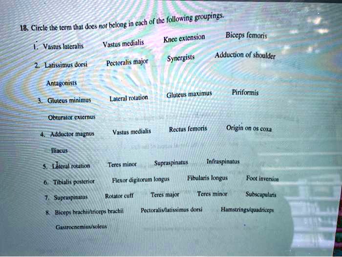 18. Circle the term that does not belong in each of the following groupings. 1. Vastus lateralis ...