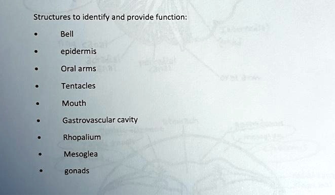 Structures to identify and provide function: • Bell • epidermis • Oral ...