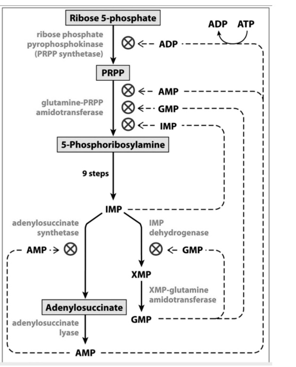 SOLVED: Ribose 5-phosphate, ribose phosphate, Pyrophosphokinase, ADP ... SOLVED: Ribose 5-phosphate, ribose phosphate, Pyrophosphokinase, ADP ...
