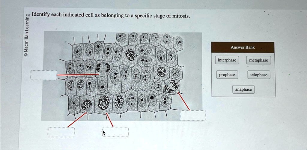 Macmillan Learning Identify each indicated cell as belonging to a ...