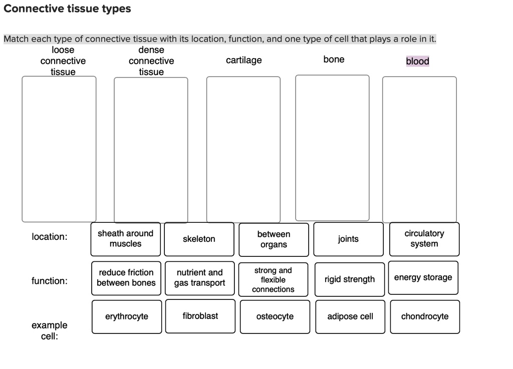 SOLVED: Connective tissue types Match each type of connective tissue ... SOLVED: Connective tissue types Match each type of connective tissue ...