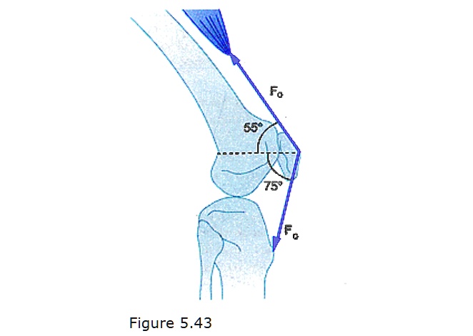 '6) The upper leg muscle (quadriceps) exerts a force of 1270 N, which ...