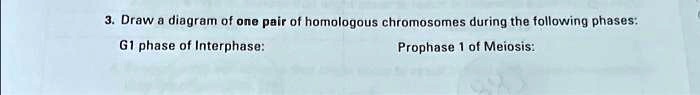 SOLVED: 3. Draw a diagram of one pair of homologous chromosomes during ...