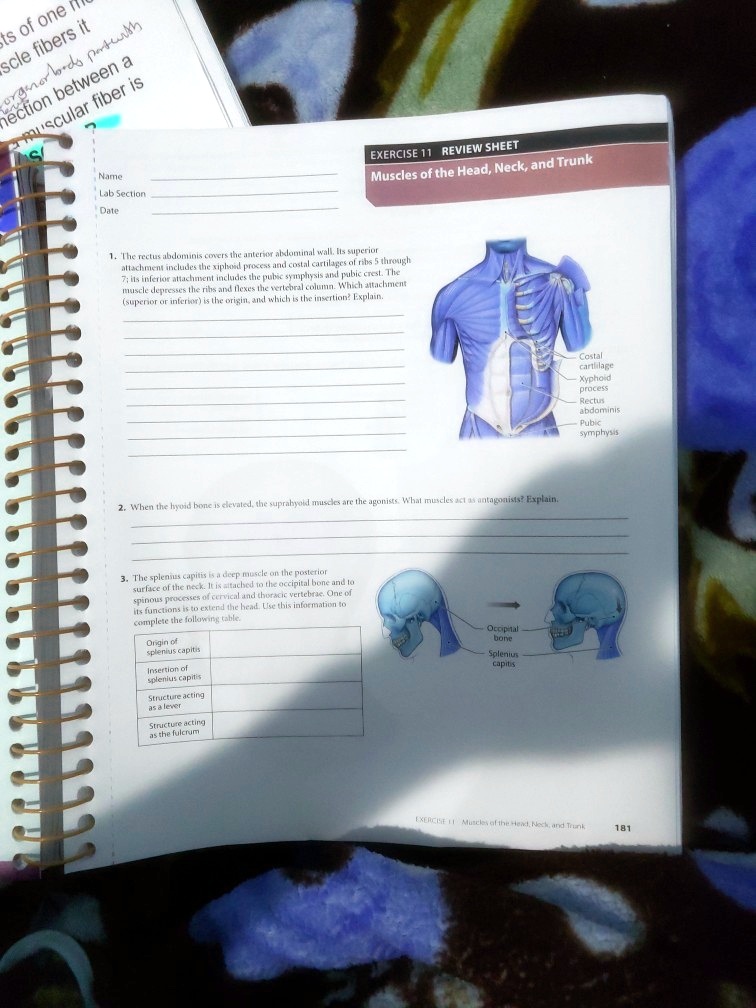 Name Lab Section Date EXERCISE 11 REVIEW SHEET Muscles of the Head, Neck, and Trunk 1. The ...