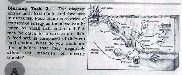 SOLVED: Learning Task 2: The diagram shows both a food chain and a food web in estuaries. A food ...