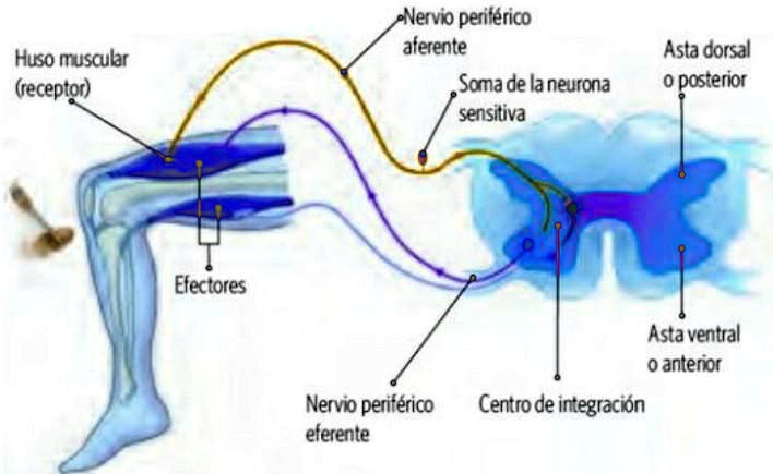 SOLVED: explica lo que ocurre en el siguiente esquema (plis ayuda lo ...