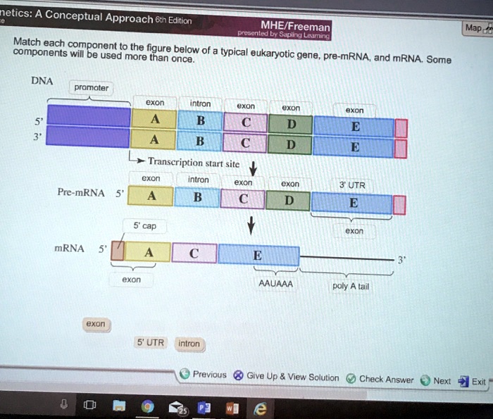 SOLVED: Genetics: A Conceptual Approach 6th Edition MHE Freeman Map ...