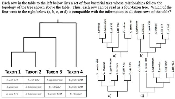 Each row in the table to the left below lists a set of four bacterial ...