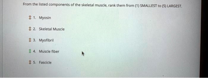 SOLVED: From the listed components of the skeletal muscle; rank them ...