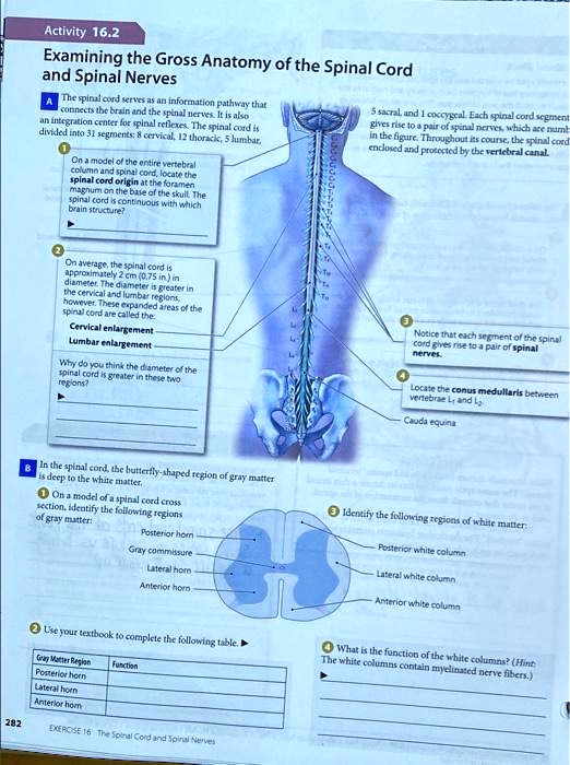 SOLVED: Activity 16.2 Examining the Gross Anatomy of the Spinal Cord ...
