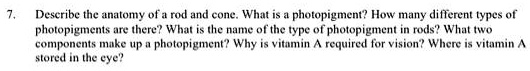 SOLVED: 7. Describe the anatomy of a rod and cone. What is a ...