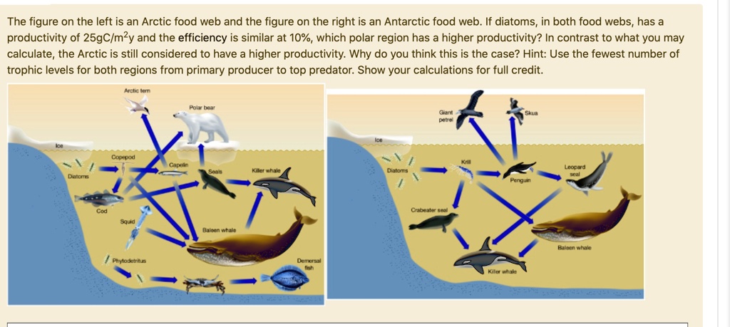 SOLVED:The figure on the left is an Arctic food web and the figure on ...