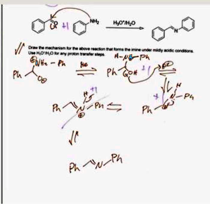 Ph?O?/H?Othe mechanism for the above reaction that forms the imine under mildly acidic ...