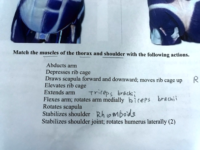 match the muscles of the thorax and shoulder with the following actions ...