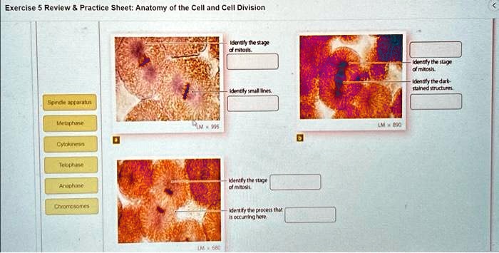SOLVED: Exercise 5 Review Practice Sheet: Anatomy of the Cell and Cell ...