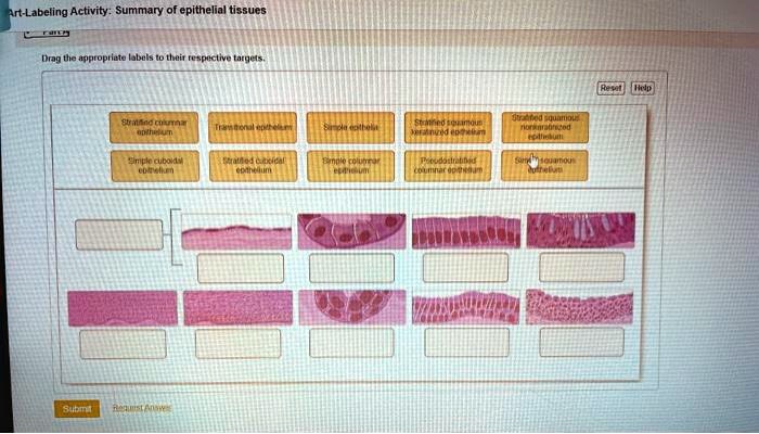 Art-Labeling Activity: Summary of epithelial tissues Drag the ...
