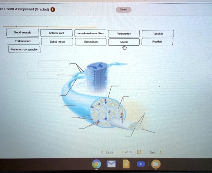 SOLVED: Credit Assignment (Graded) Saved Blood vessels Anterior root ...