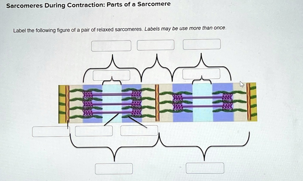 Sarcomeres During Contraction: Parts of a Sarcomere Label the following ...