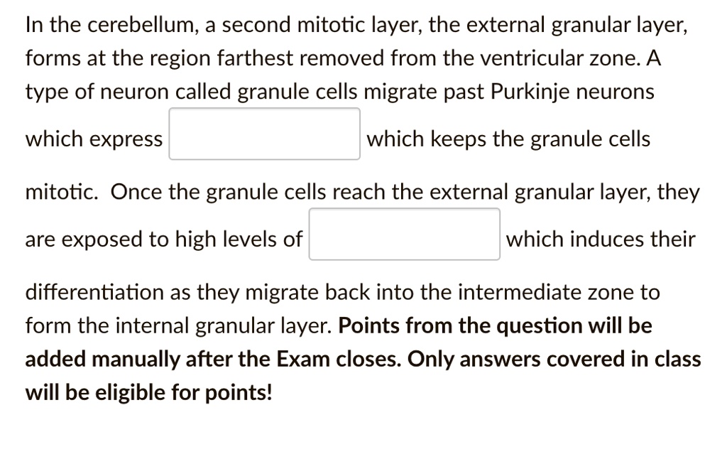 In the cerebellum, a second mitotic layer, the external granular layer ...