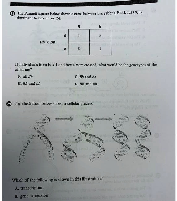 SOLVED: 'Please help me with my biology packet :( Tbc ` Punnett square ...