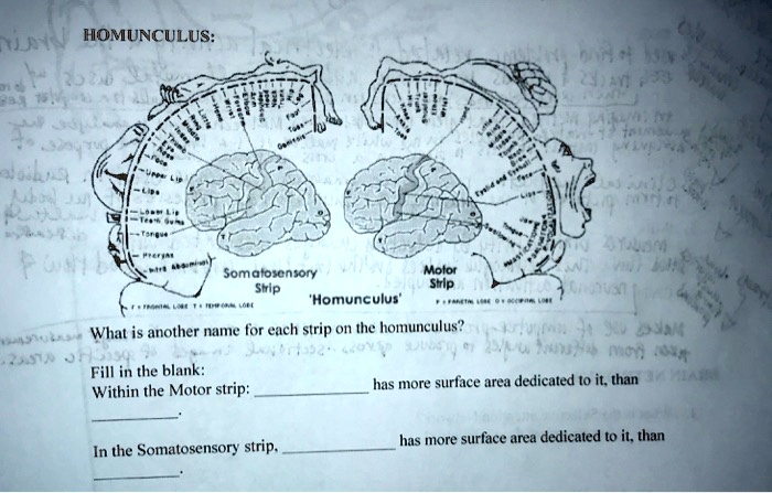 SOLVED: Neuroscience Question HOMUNCULUS: Somatosensory Strip ...