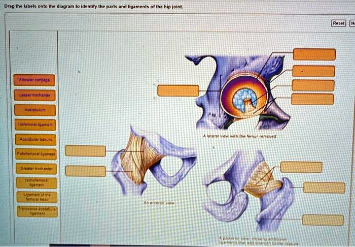 SOLVED: Drag the labels onto the diagram to identify the paris and ...