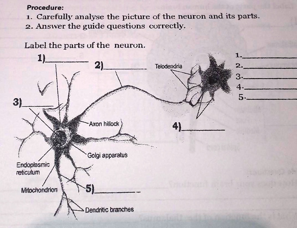 Procedure: 1. Carefully analyse the picture of the neuron and its parts. 2. Answer the guide ...