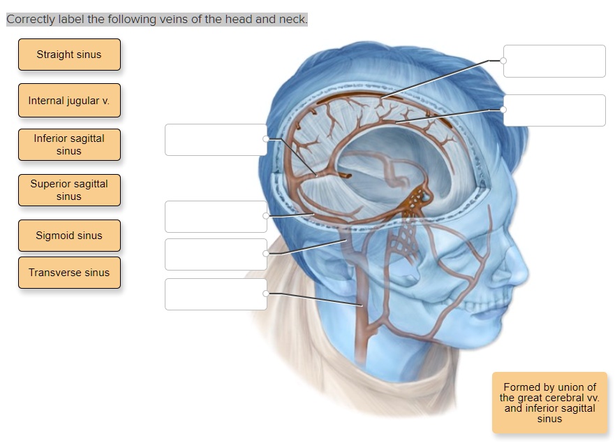 Correctly label the following veins of the head and neck. Straight sinus Internal jugular v ...