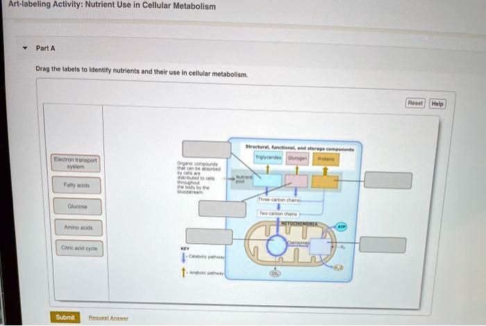 art labeling activitynutrient use in cellular metabolism parta drag the ...