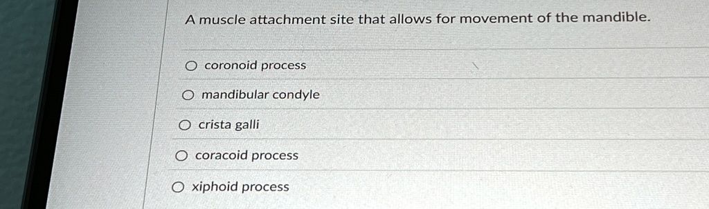 a muscle attachment site that allows for movement of the mandible ...