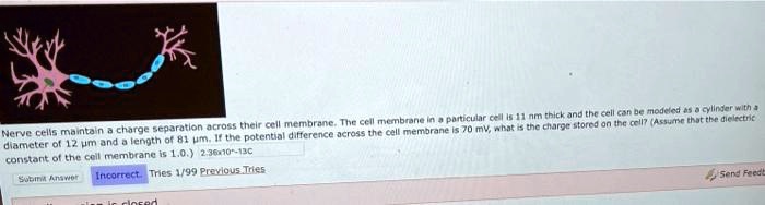 SOLVED: Nerve cells maintain a charge separation across their cell ...
