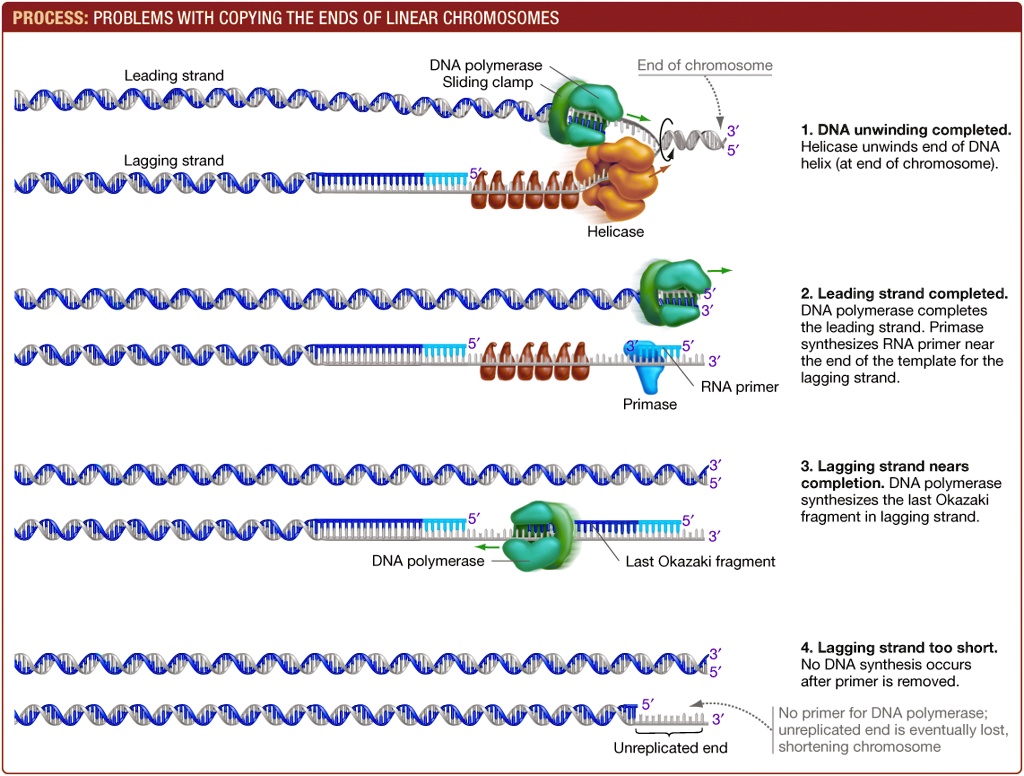 Shortening Of The Ends Of Linear Dna Molecules