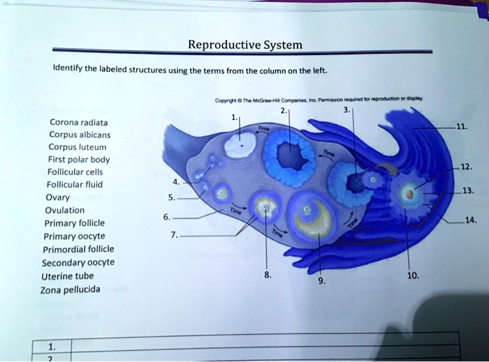 Reproductive System Identify the labeled structures using the terms ...