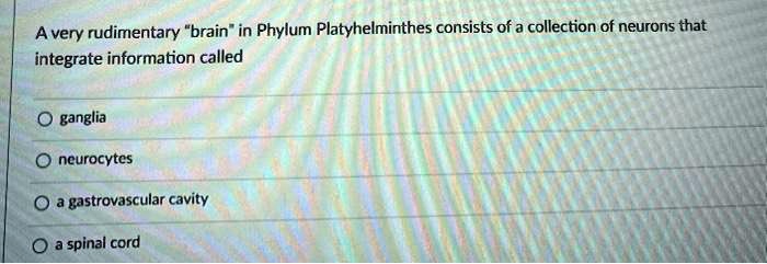 SOLVED: A very rudimentary 'brain' in Phylum Platyhelminthes consists ...