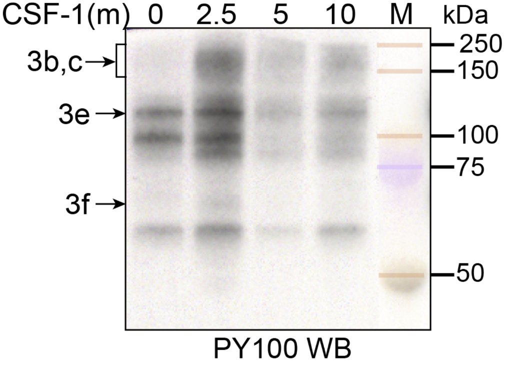 SOLVED: Use a series of 4-5 bullet points to describe the profile of ...