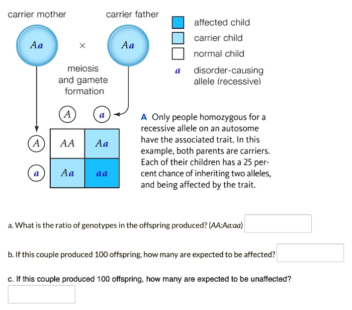 SOLVED: Carrier mother Carrier father Affected child Carrier child ...