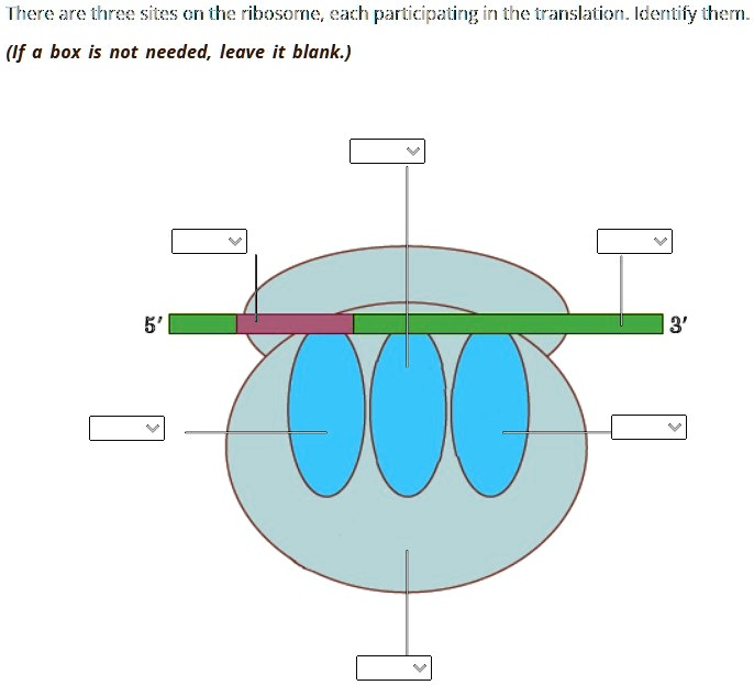 There are three sites on the ribosome, each participating in the ...