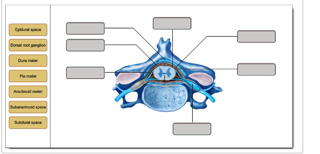 Solved Epidural Space Dorsal Root Ganglion Dura Mater Pia Mater