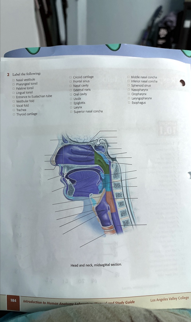 2 Label the following: ? Nasal vestibule ? Pharyngeal...