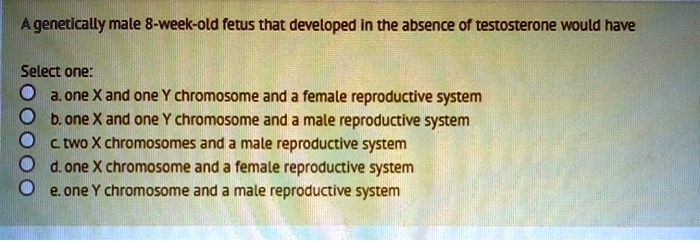 A genetically male 8-week-old fetus that developed in the absence of ...