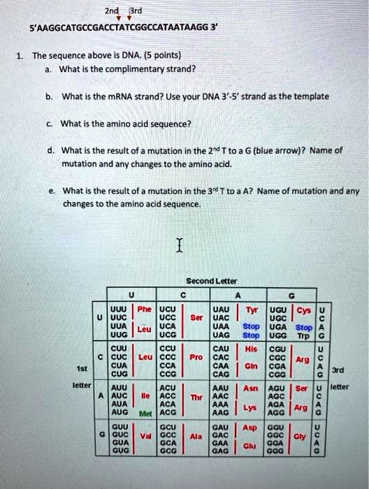 znd brd 5aaggcatgccgacctatcggccataataagg 3 the sequence above is dna 5 ...