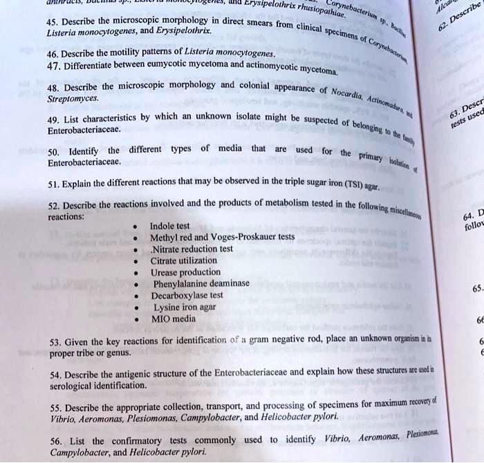 SOLVED: Listeria monocytogenes and Erysipelothrix. Streptomyces ...
