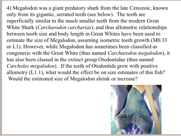 SOLVED:4) Megalodon was a giant predatory shark from the late Cenozoic ...