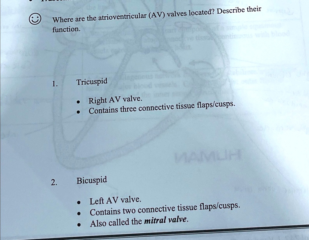 where are the atrioventricular av valves located describe their ...