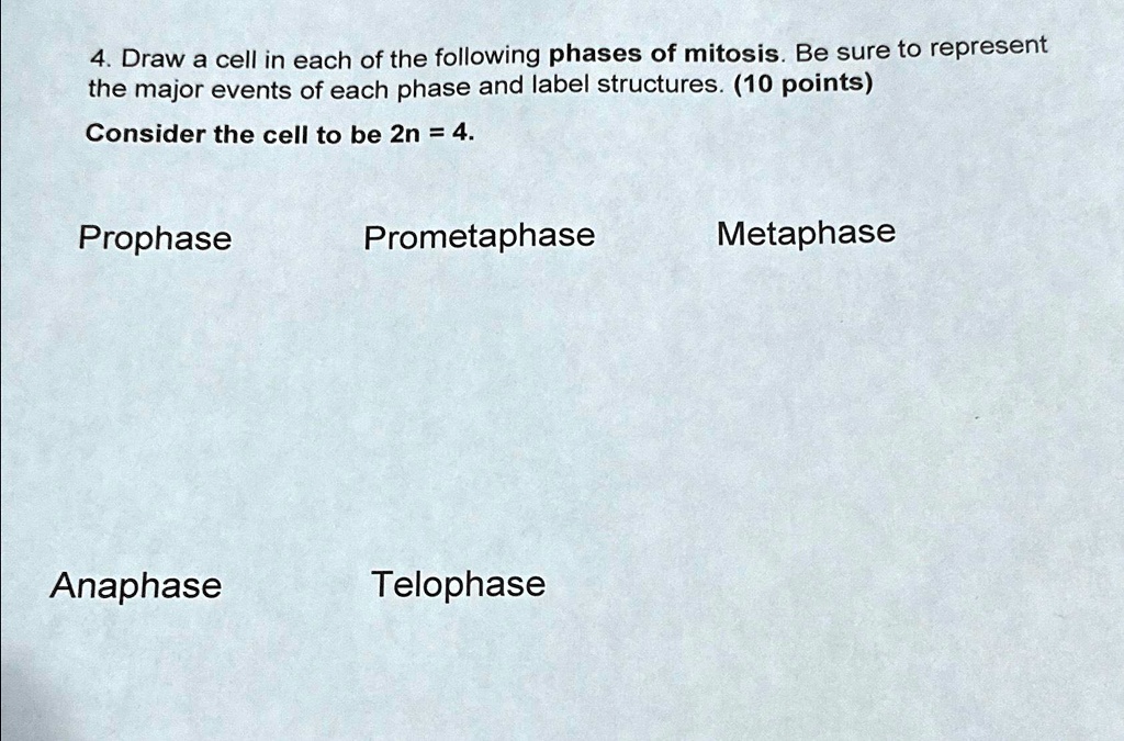 4. Draw a cell in each of the following phases of mitosis. Be sure to ...